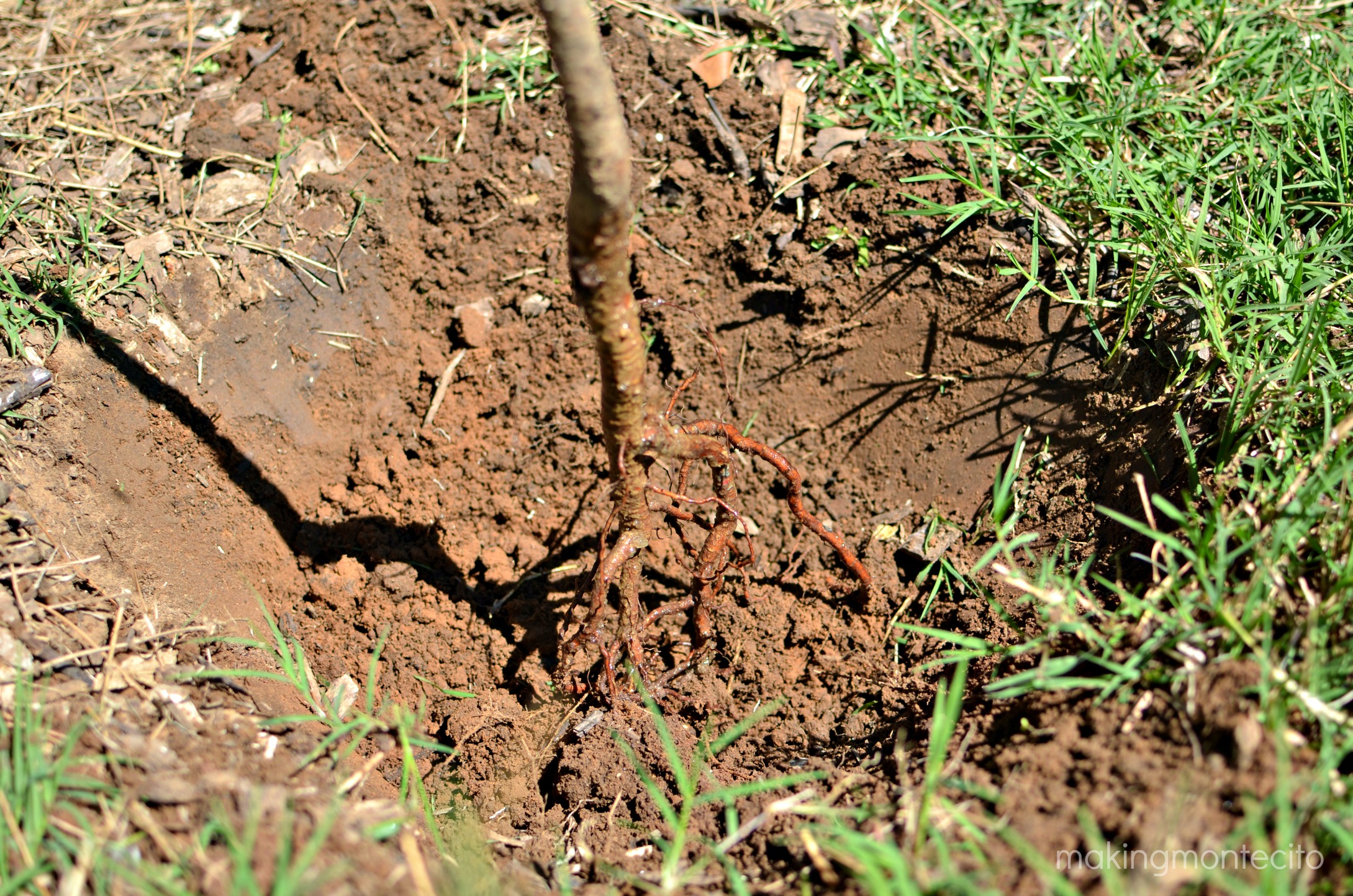 Planting Bare-Root Trees - Making Montecito Planting Bare-Root Trees - Making Montecito